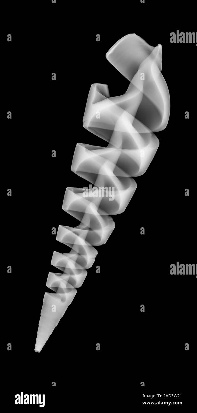 Spiral snail shell. X-ray of the spiral-shaped shell of a snail Stock ...