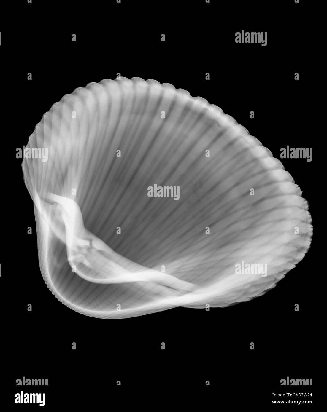 Bivalve sea shell. Coloured X-ray of one side of the shell from a ...
