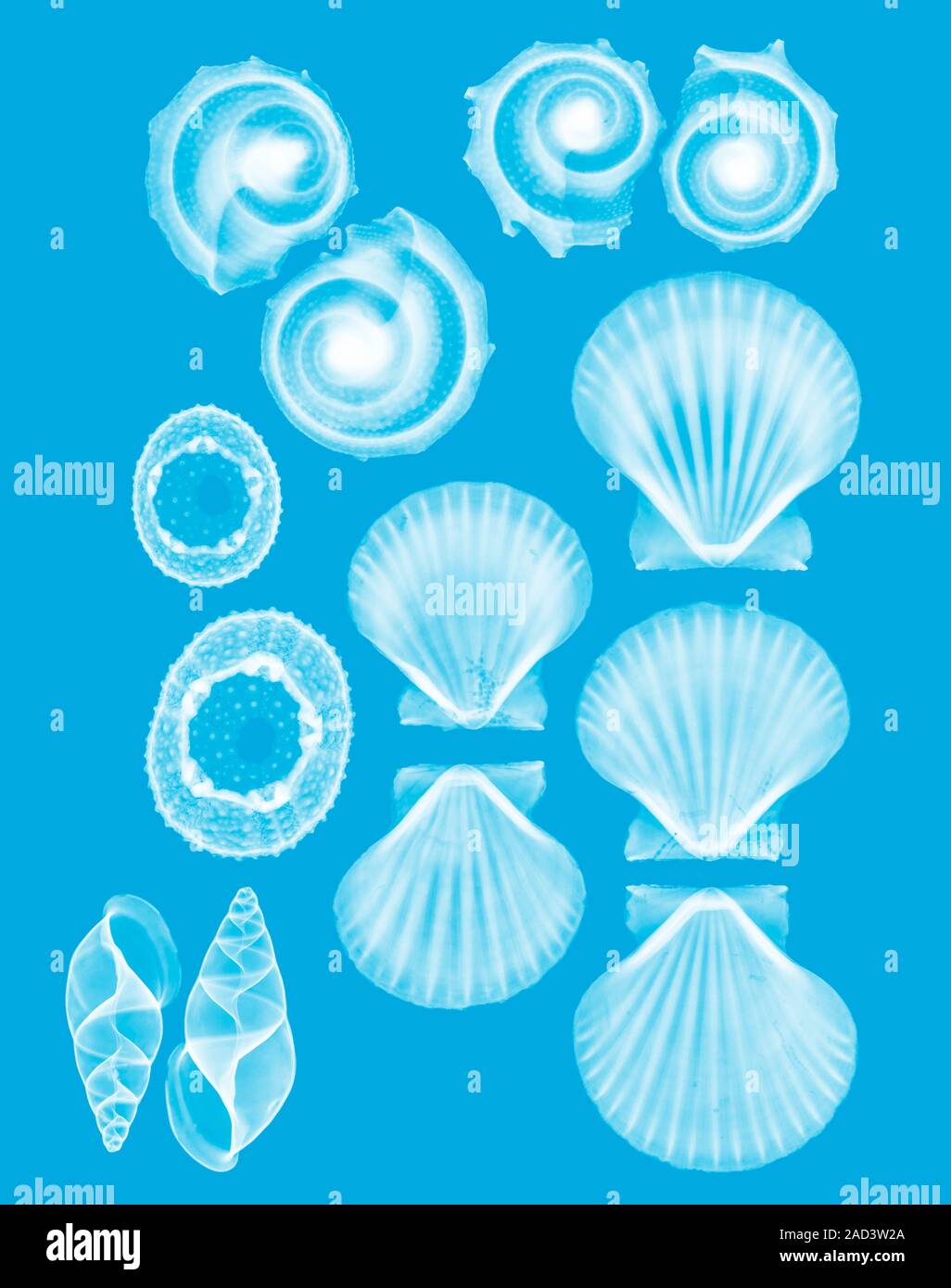 Sea shells. X-ray of an assortment of shells from various marine ...