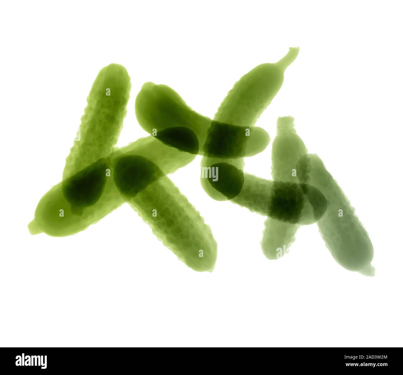 Cornichons, coloured X-ray. Cornichons are a variety of small pickled ...