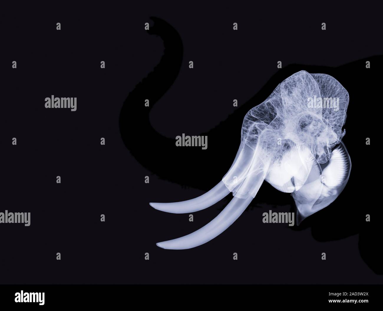 Elephant skull, X-ray Stock Photo - Alamy