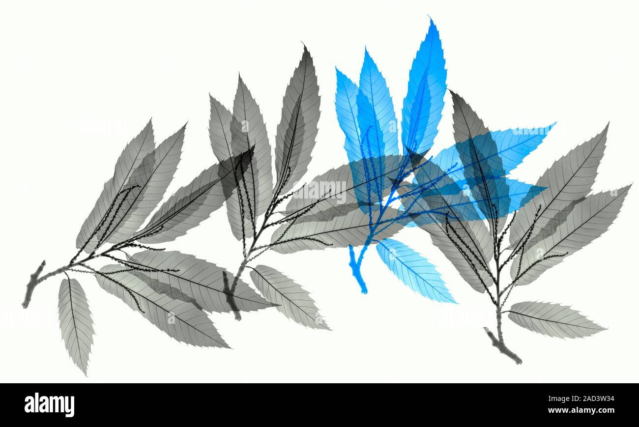 Sweet chestnut (Castanea sativa) leaves, coloured X-ray Stock Photo - Alamy