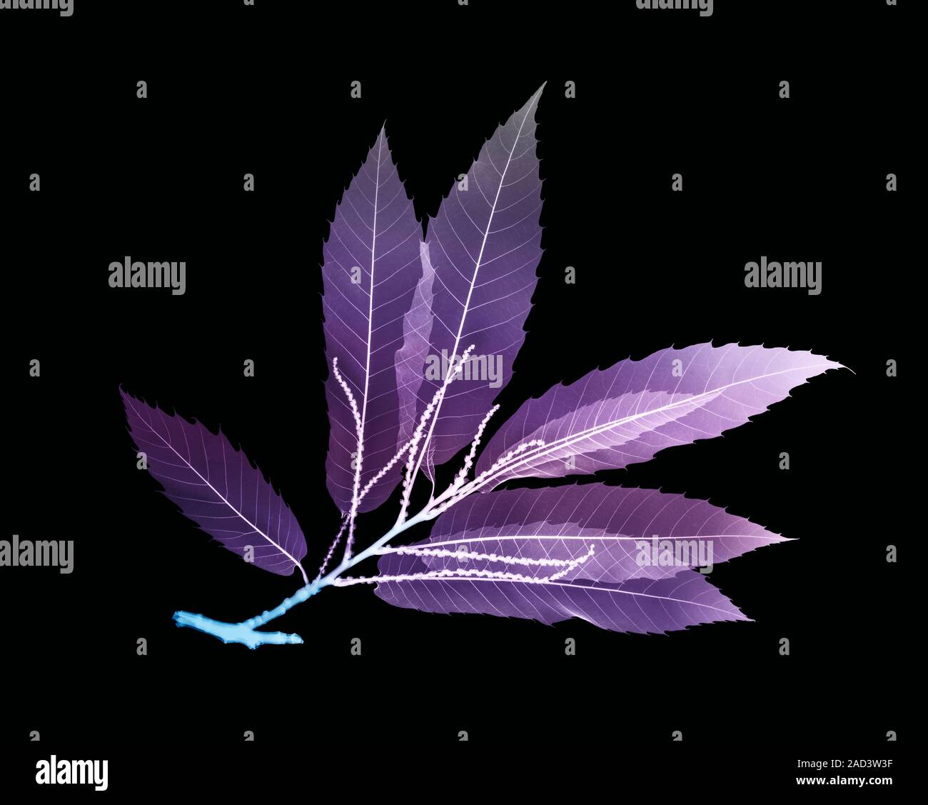 Sweet chestnut (Castanea sativa) leaves, coloured X-ray Stock Photo - Alamy