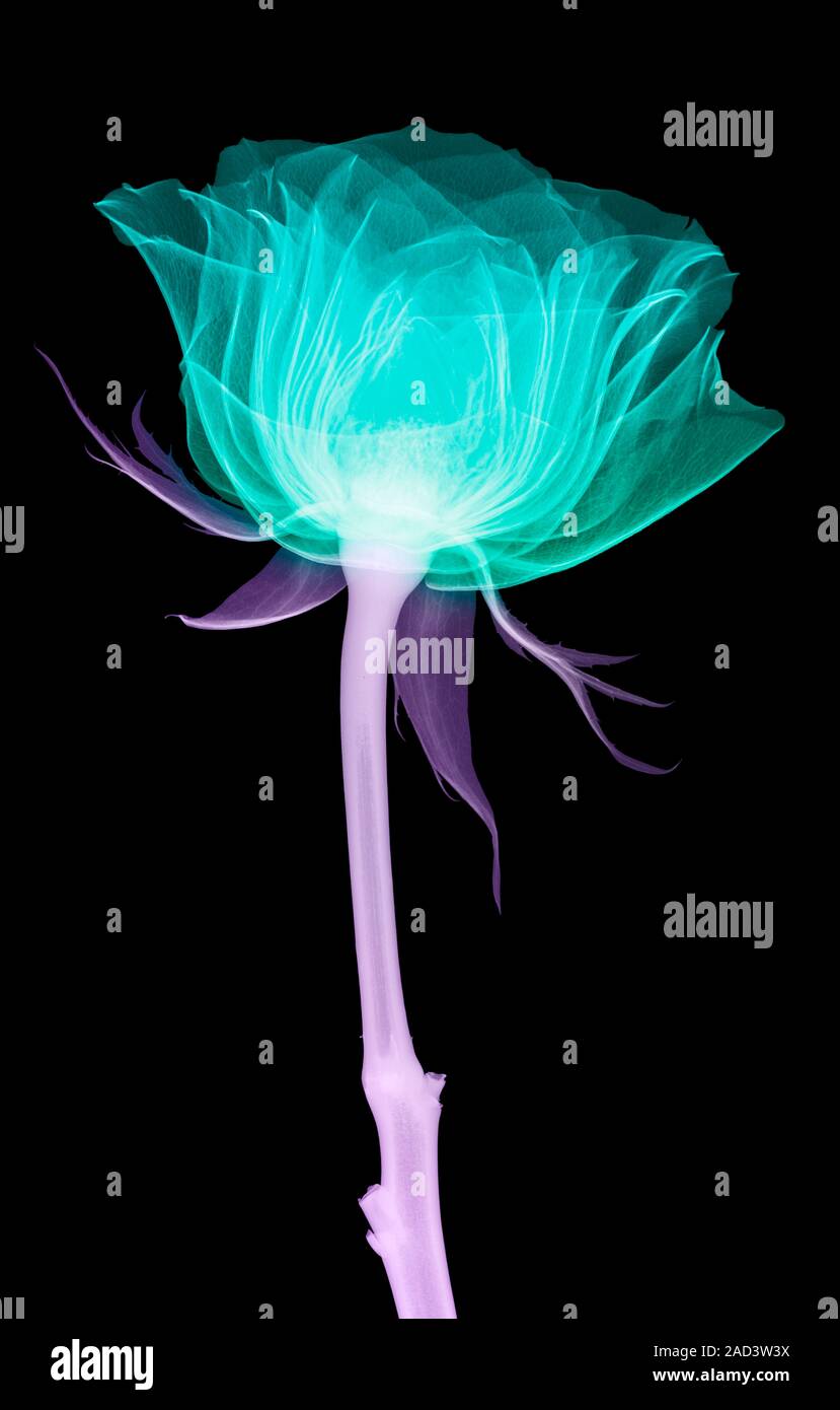 Rose (Rosa sp.) flower, coloured X-ray Stock Photo - Alamy