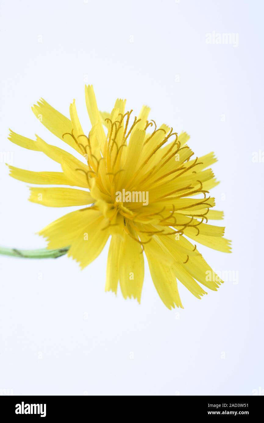 Autumn hawkbit (Scorzoneroides autumnalis) flower Stock Photo - Alamy