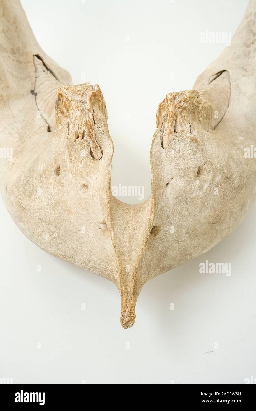 Elephant jaw. Close-up of the jaw of an elephant (family Elephantidae ...
