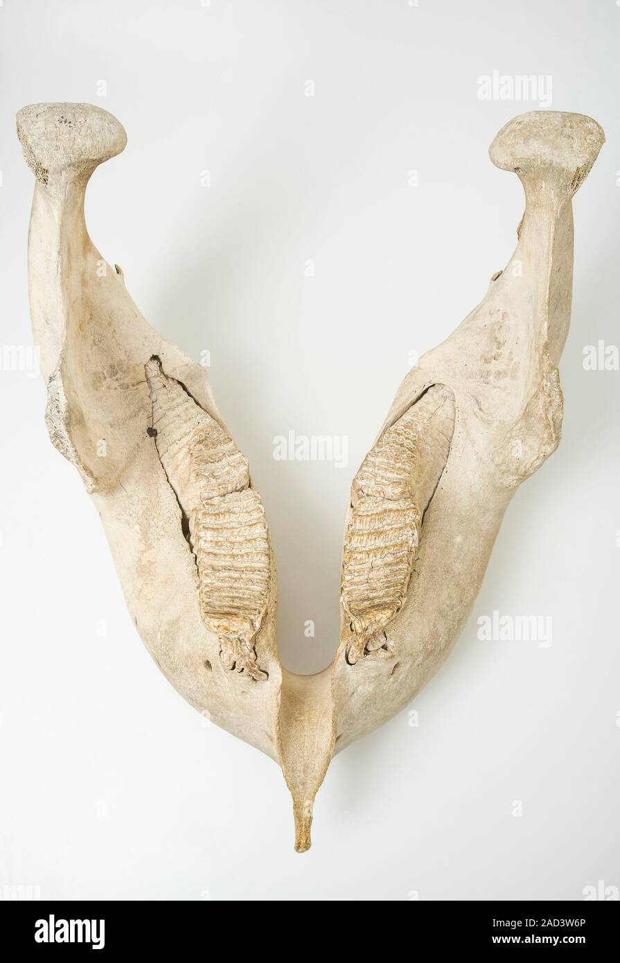 Elephant jaw. Jaw of an elephant (family Elephantidae), showing the ...