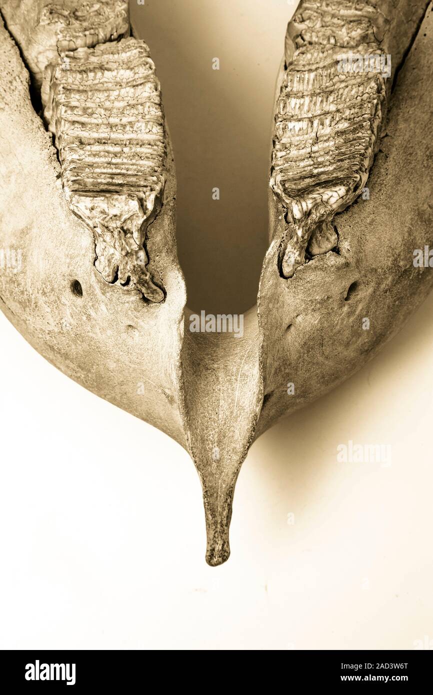 Elephant jaw. Close-up of the jaw of an elephant (family Elephantidae ...