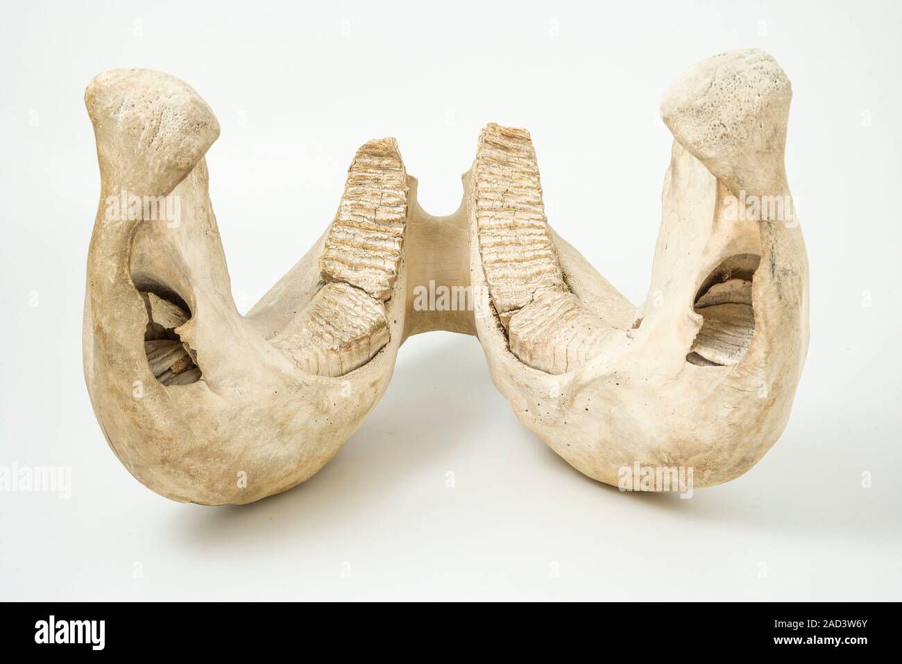 Elephant jaw. Jaw of an elephant (family Elephantidae), showing the ...