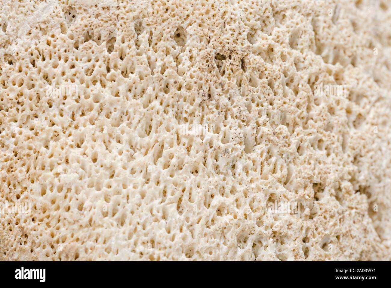 Elephant jaw bone. Close-up of the jaw of an elephant (family ...