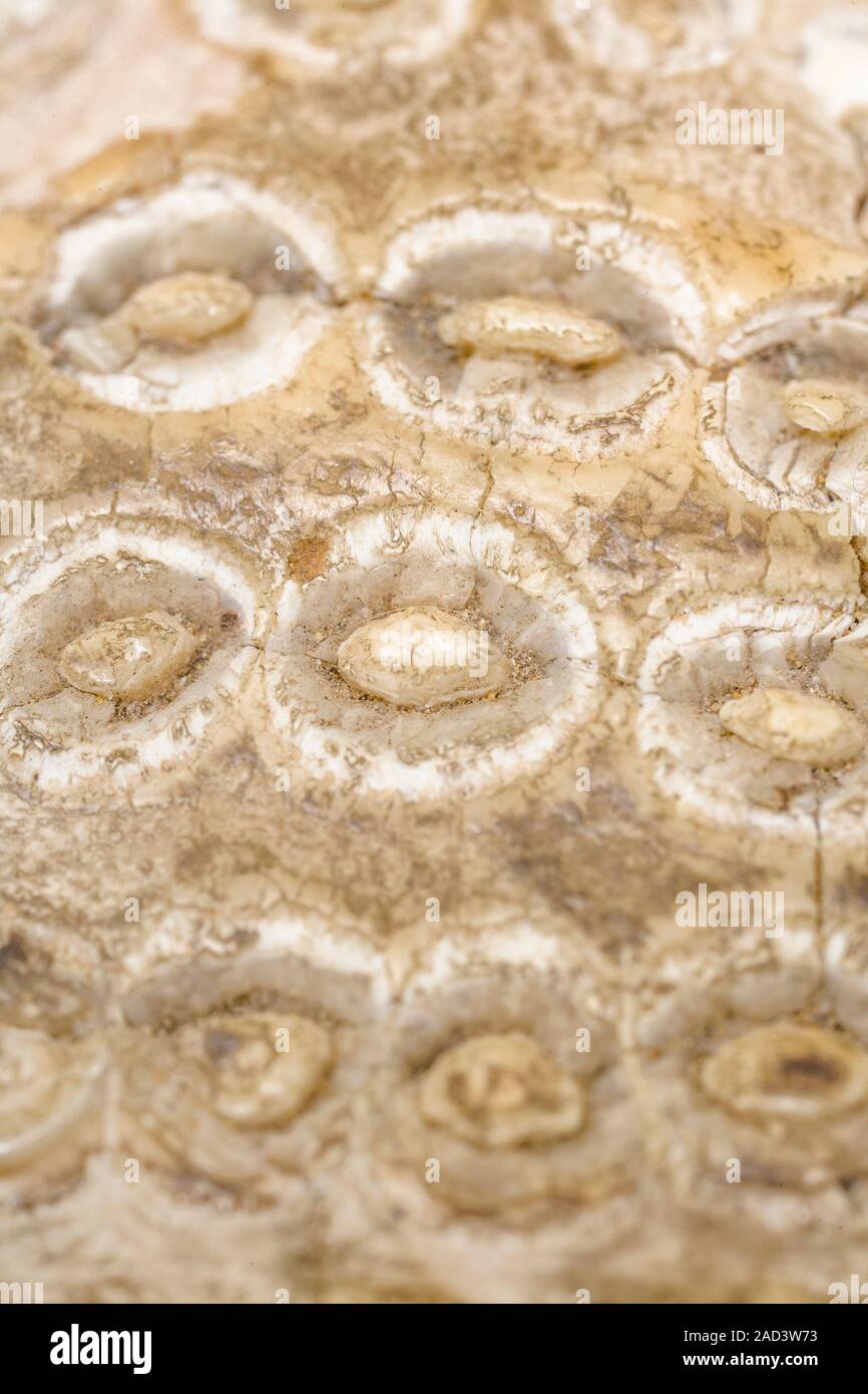 Elephant teeth. Close-up of teeth in the jaw bone of an elephant ...