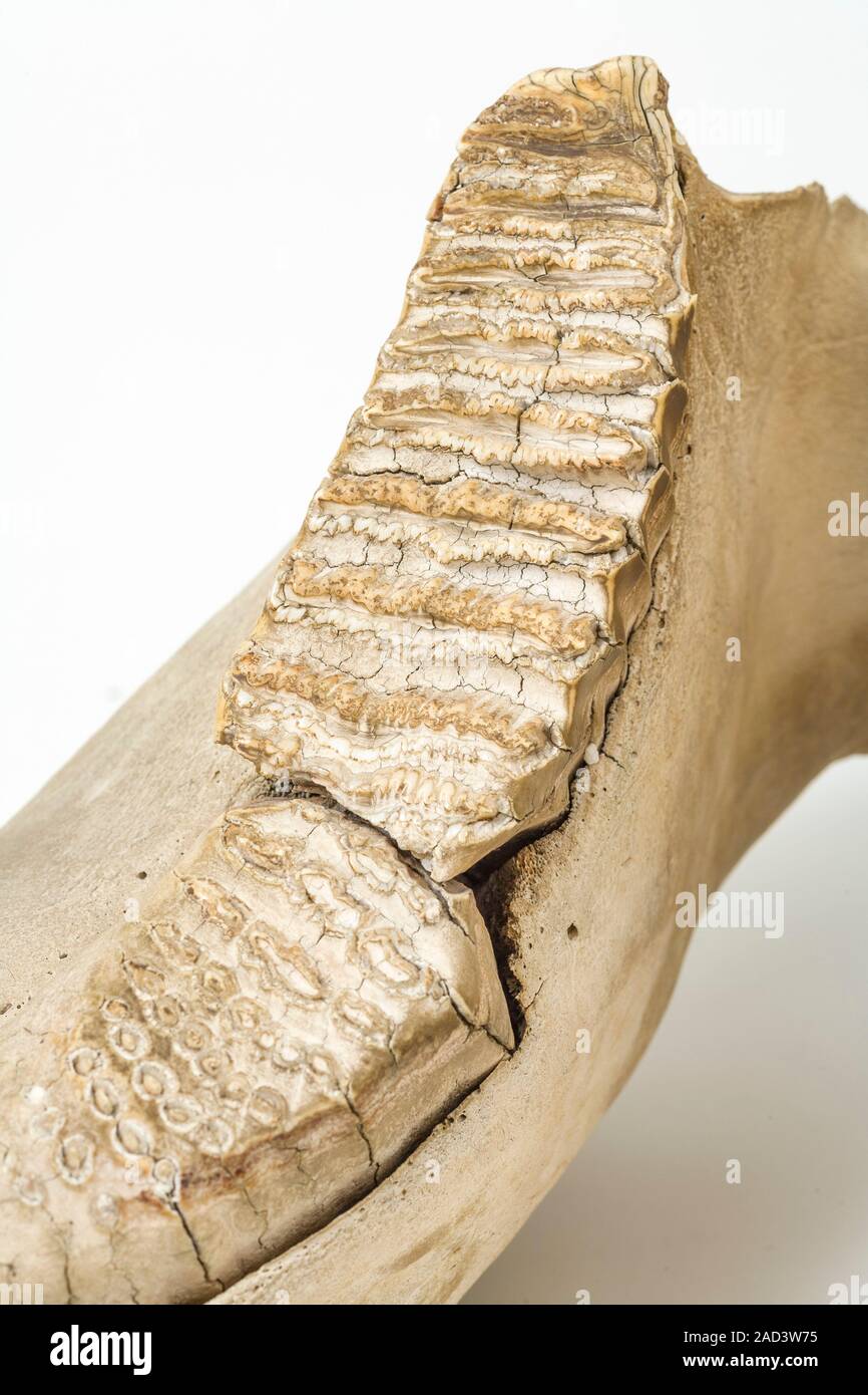 Elephant teeth. Close-up of teeth in the jaw bone of an elephant ...