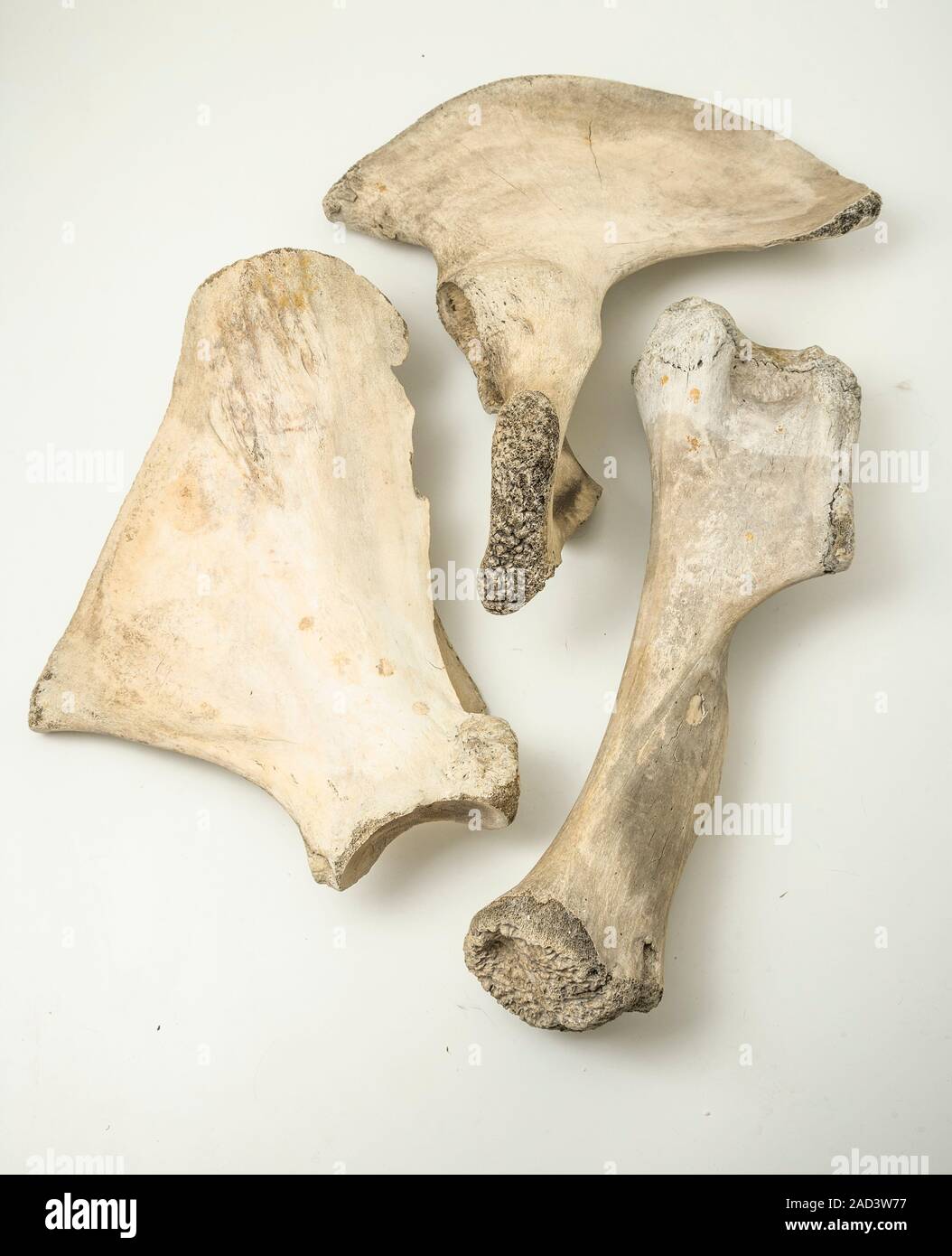 Elephant bones. Selection of bones from an elephant (family ...