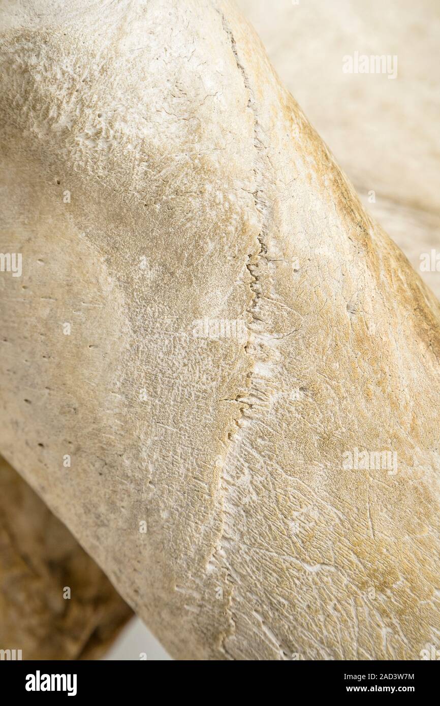 Elephant jaw. Close-up of the jaw bone of an elephant (family ...