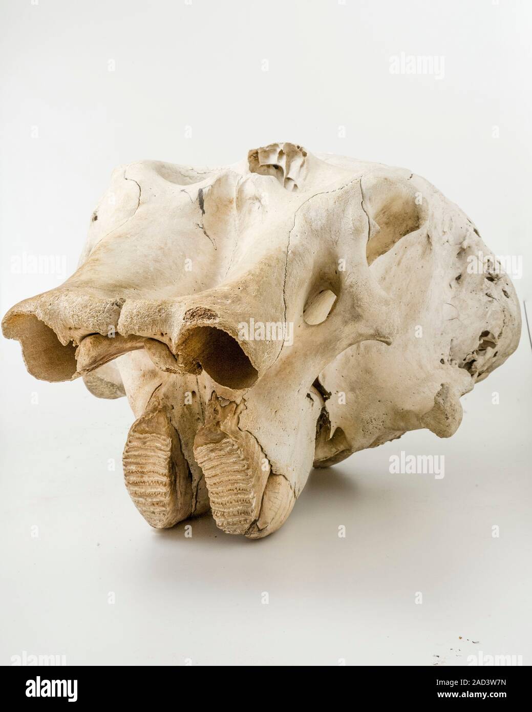 Elephant jaw. Jaw of an elephant (family Elephantidae), showing the ...