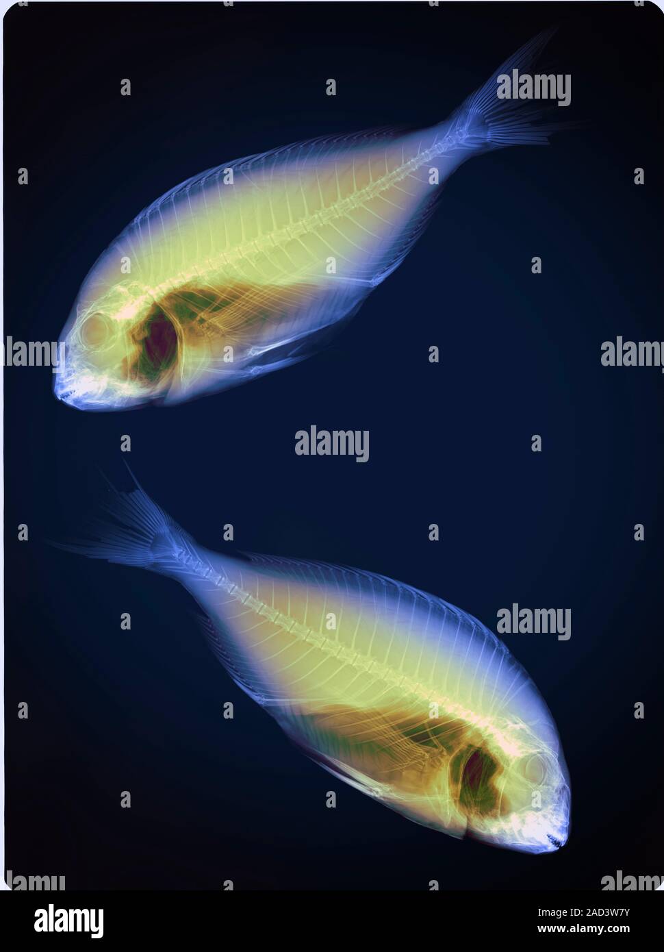 Sea bream (family Sparidae), coloured X-ray Stock Photo - Alamy