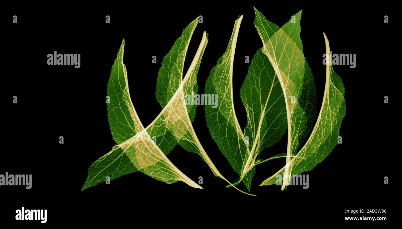 Foxglove (Digitalis sp.) leaves, coloured X-ray Stock Photo - Alamy