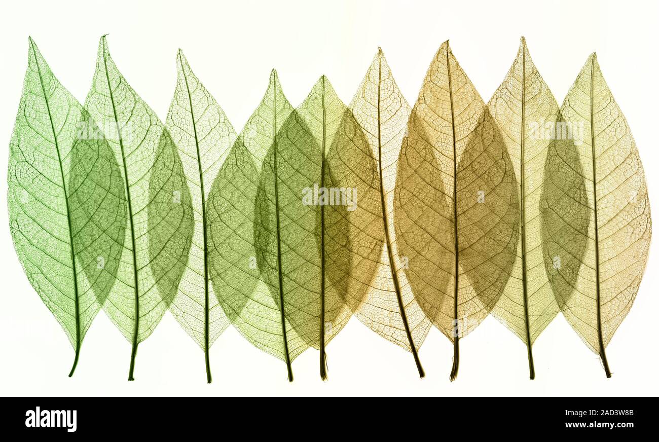 Leaves, coloured X-ray Stock Photo - Alamy