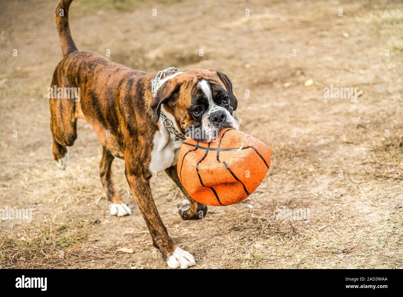 Boxer playing at park hi-res stock photography and images - Alamy