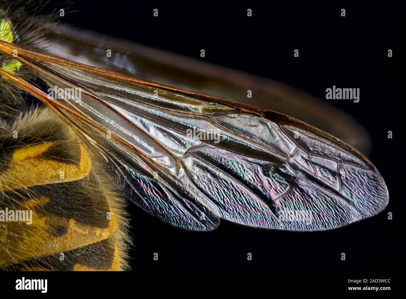 Wasp wing. Macrophotograph showing the delicate structure of a wing ...