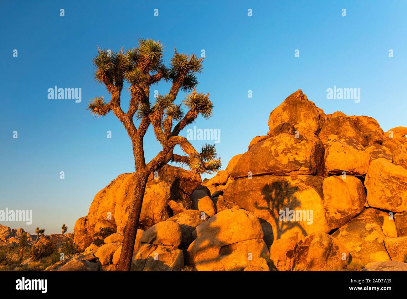 Joshua tree (Yucca brevifolia) and sunlit sandstone cliffs ...