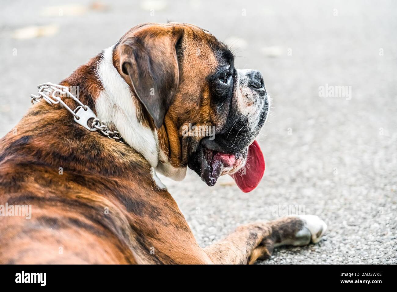 Canine dog pet friend friendly animal brown close up boxer hi-res stock ...