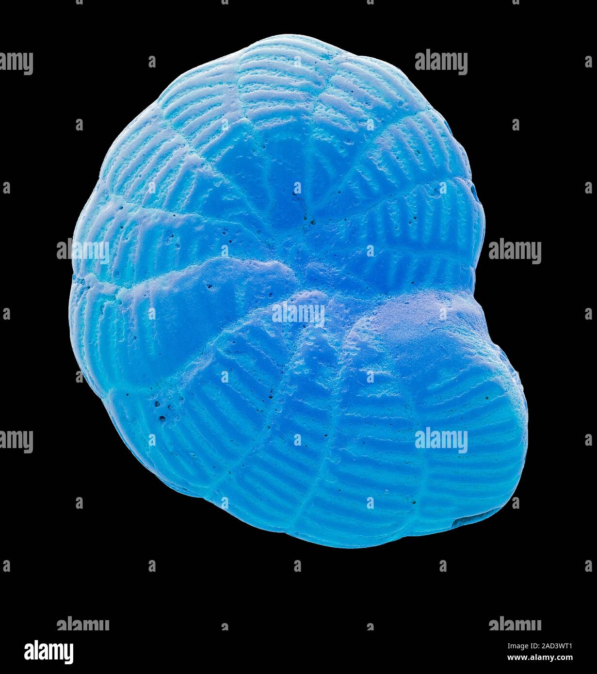 Foraminiferan. Coloured scanning electron micrograph (SEM) of a ...