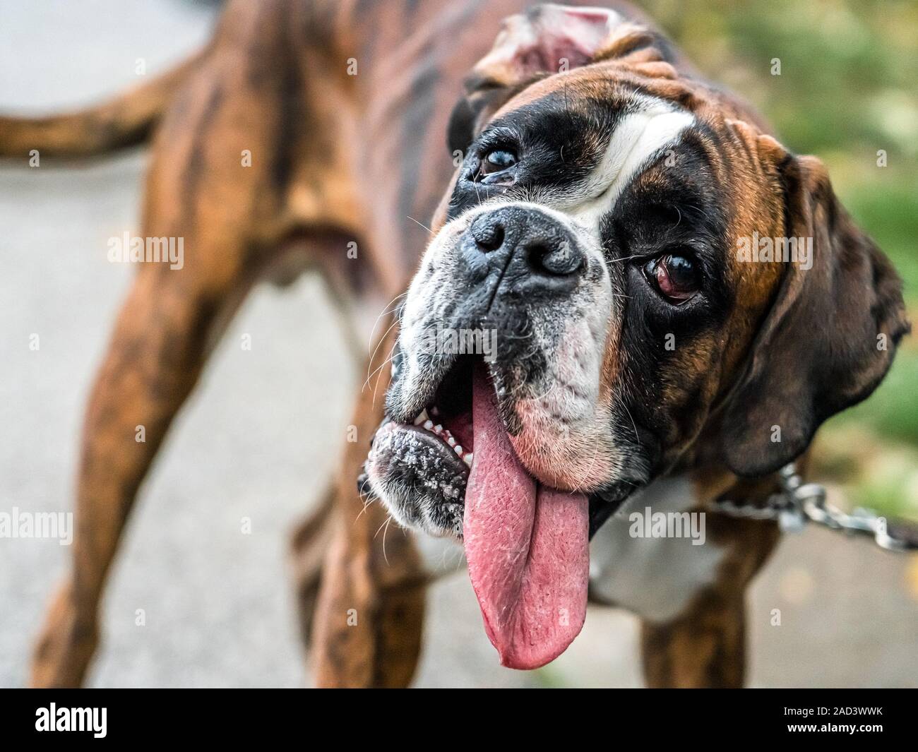 Canine dog pet friend friendly animal brown close up boxer hi-res stock ...