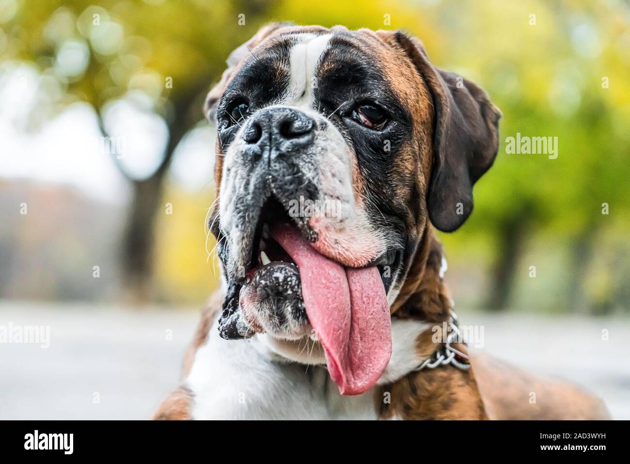 Canine dog pet friend friendly animal brown close up boxer hi-res stock ...