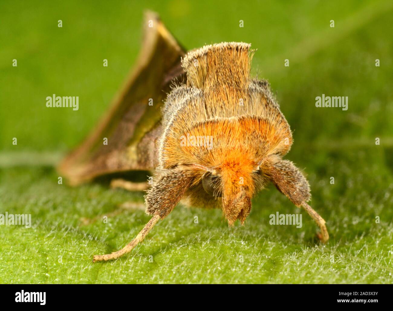 Close-up front view of a burnished brass moth (Diachrysia chrysitis ...