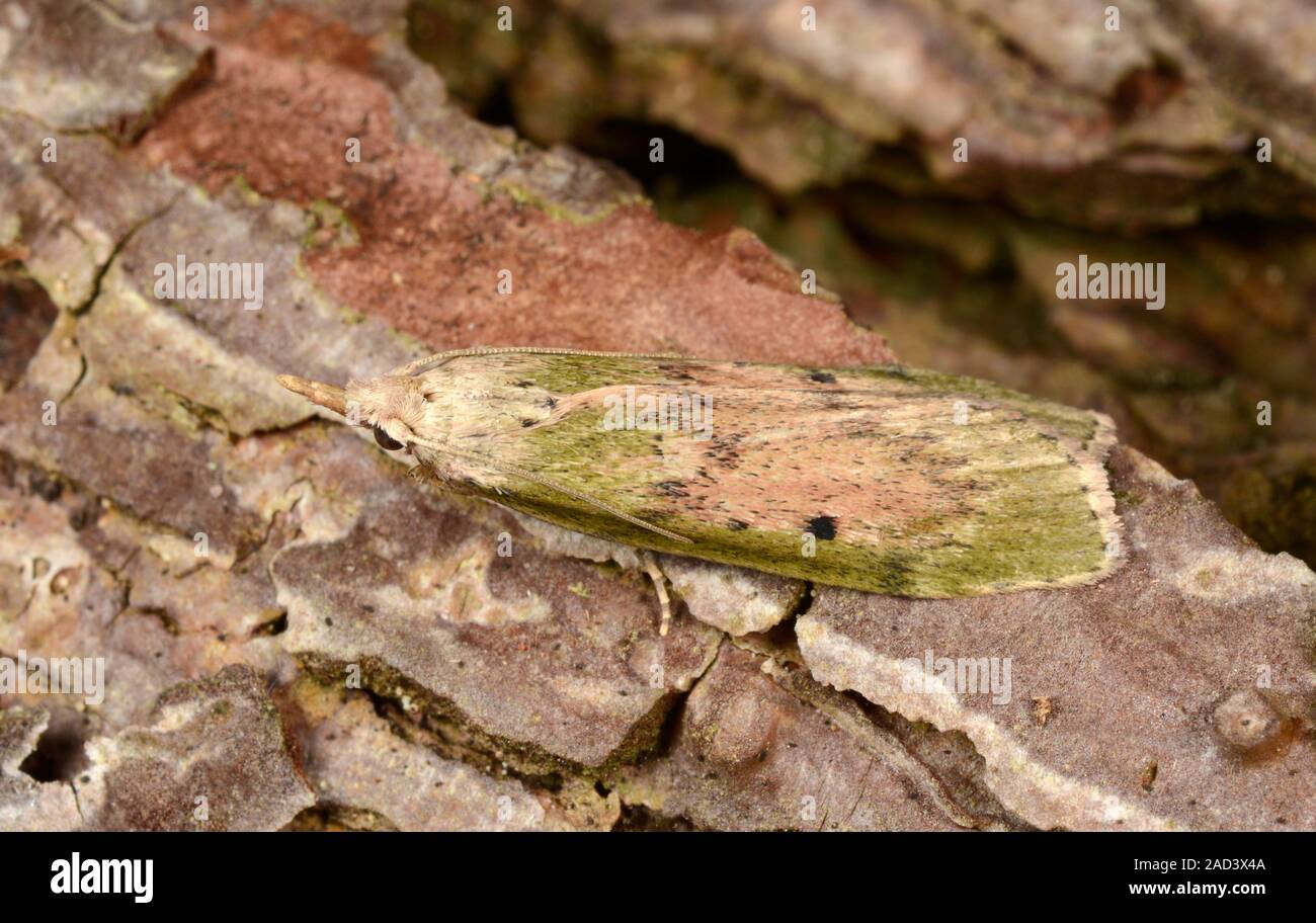 Close-up of a bee moth (Aphomia sociella) resting on a tree branch in a ...