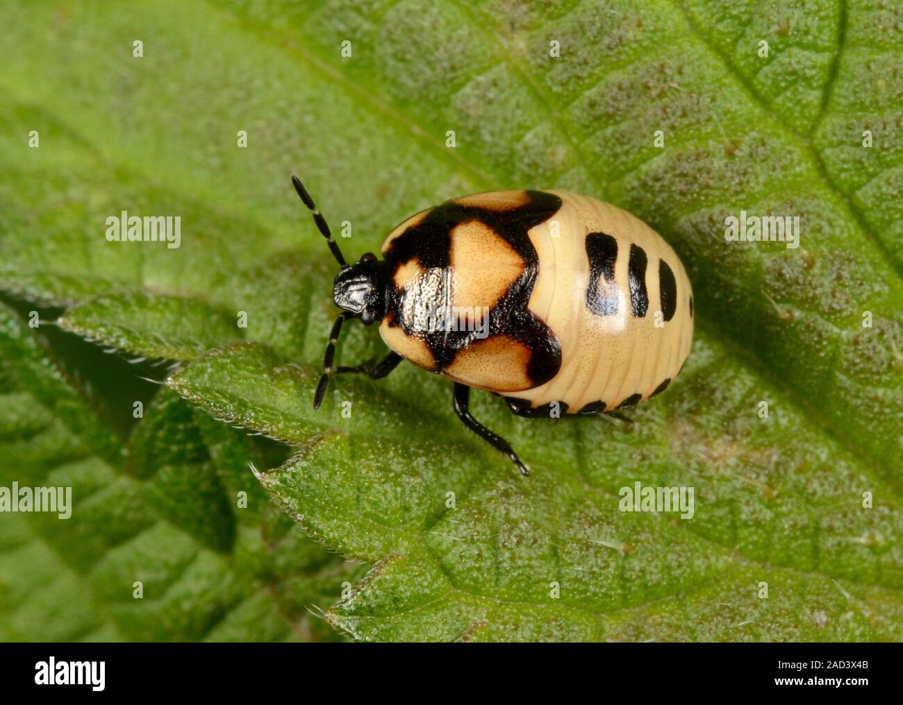 Close-up of a pied shieldbug (Tritomegas bicolor) last instar larva on ...