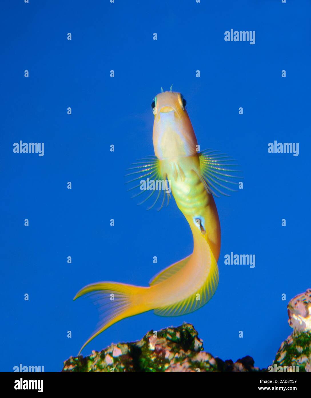 Midas blenny (Ecsenius midas) also known as Lyretail blenny or Golden ...