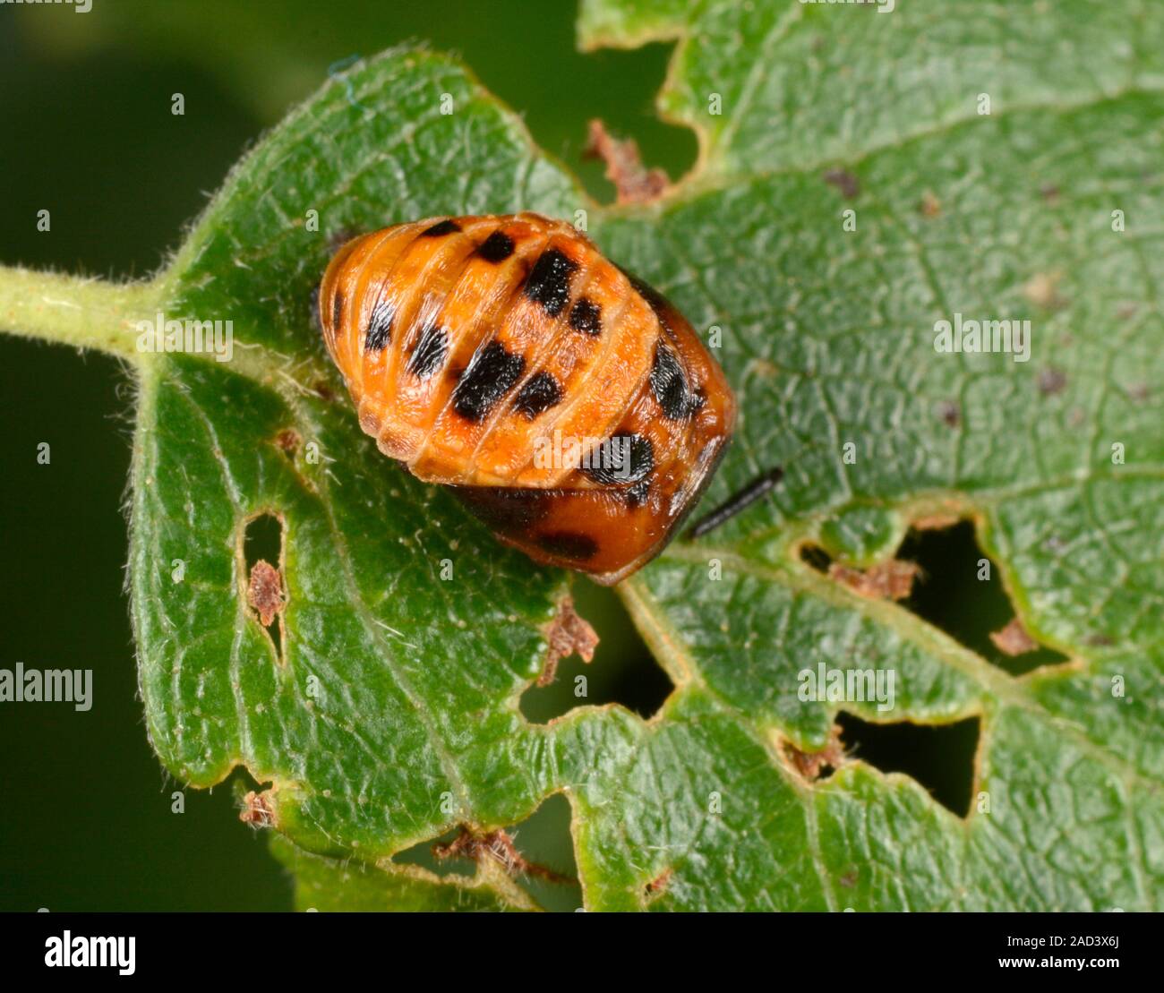 Close-up of a harlequin ladybird larva (Harmonia axyridis) in its late ...