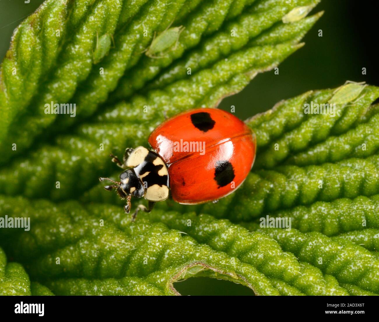 Close-up of a 2-spot ladybird (Adalia 2-punctata) resting on a leaf in ...