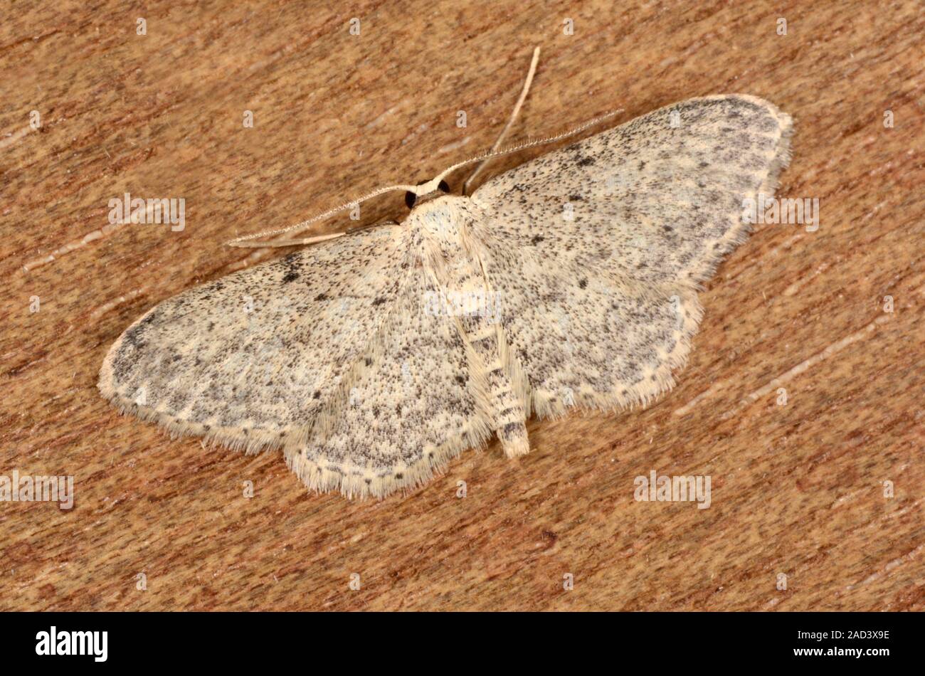 Small dusty wave moth (Idaea seriata) resting with open wings on wood ...