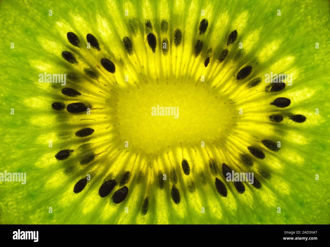 Kiwi fruit. Macrophotograph of a slice of a kiwi fruit (Actinidia ...