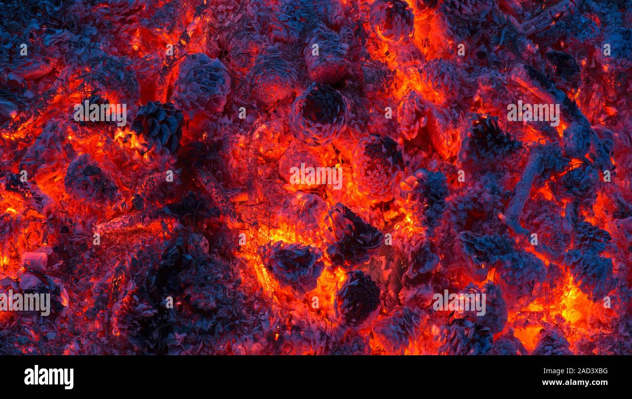 Pine cones burning in a forest fire. Glowing embers and pine cones ...