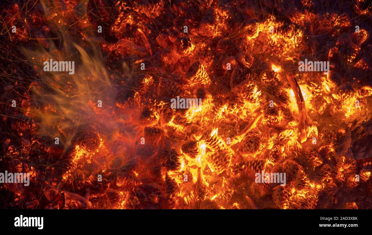 Pine cones burning in a forest fire. Flames from burning pine cones on ...
