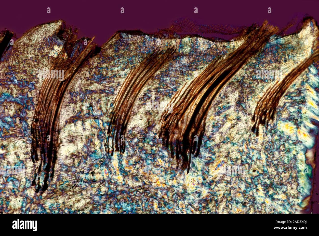 Polarised light micrograph of a transverse section of the skin of a ...