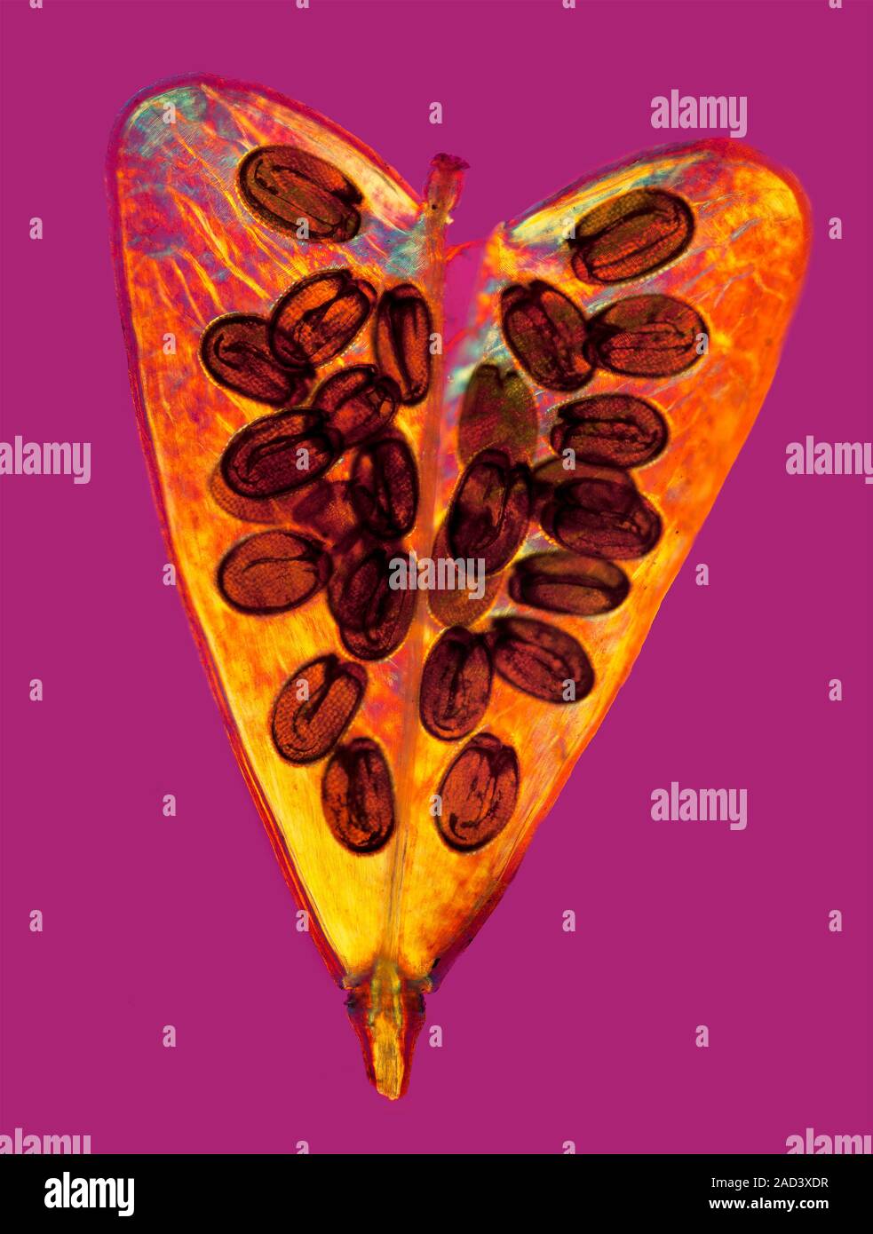 Polarised light micrograph of the seed pod of Capsella bursa-pastoris ...