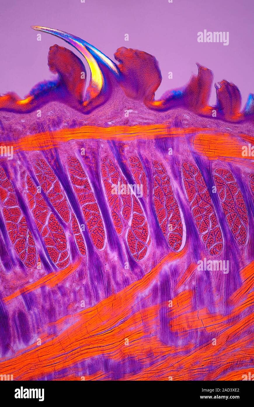 Polarised light micrograph of a section of cat's tongue showing muscle ...