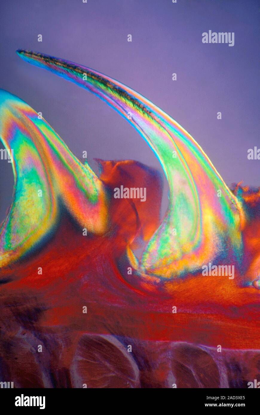 Polarised light micrograph of a section of cat's tongue showing ...
