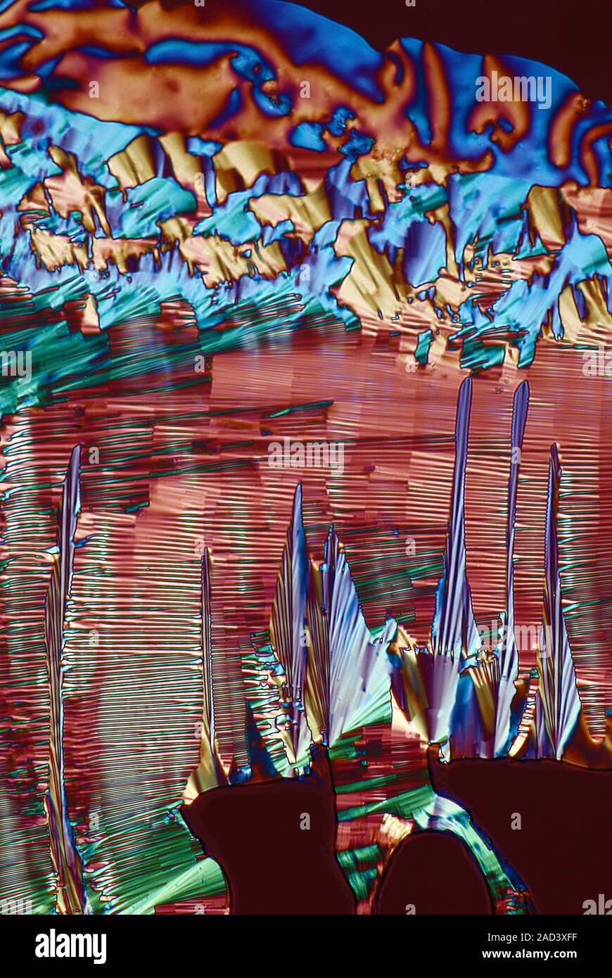 Polarised light micrograph of crystals of folic acid, also known as ...