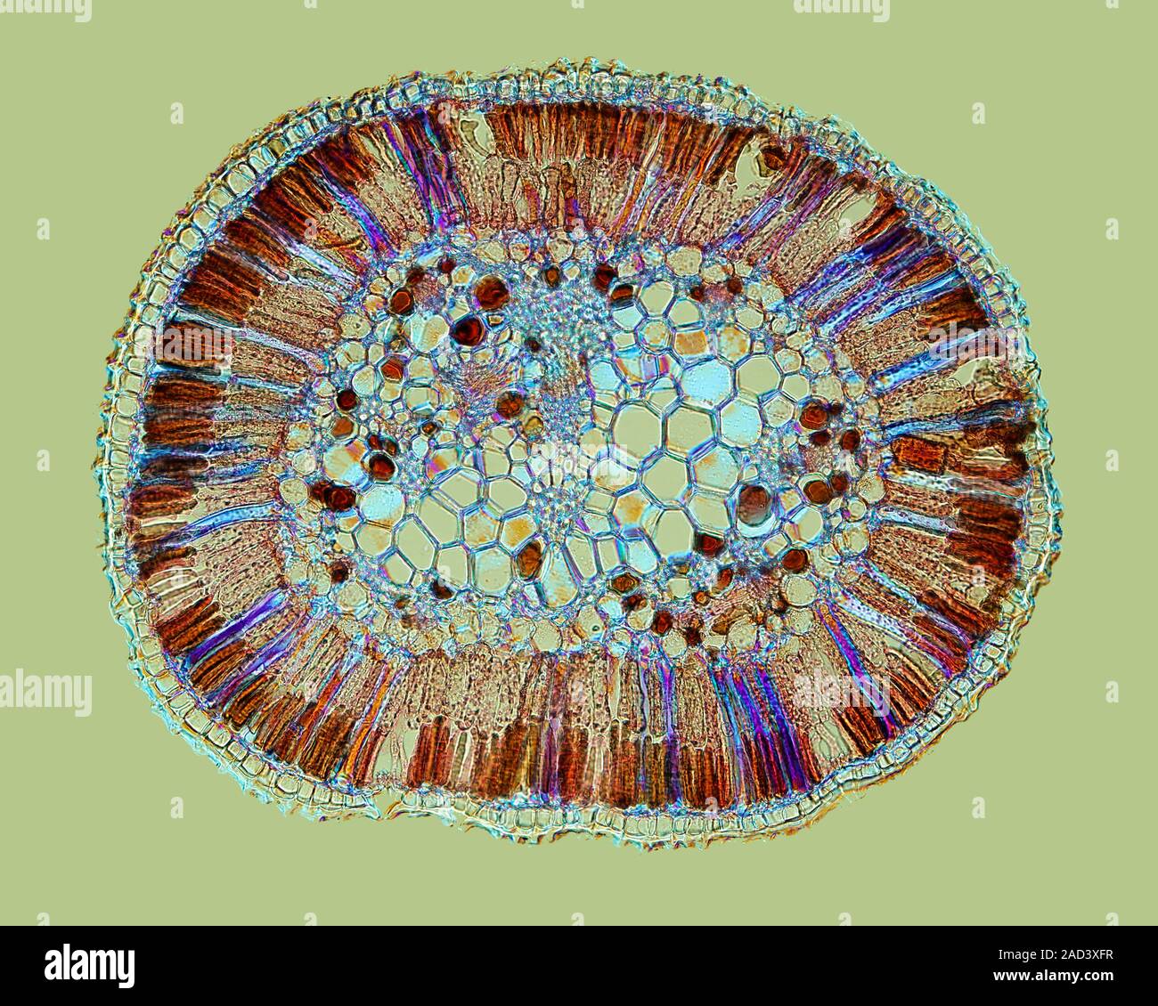 Polarised light micrograph of a transverse section of the leaf of the ...