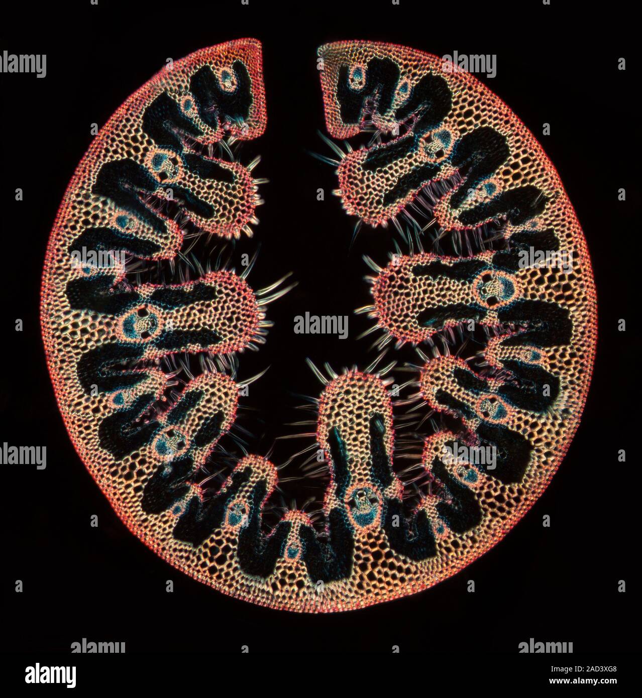 Light micrograph of a cross-section of a blade of Marram grass ...