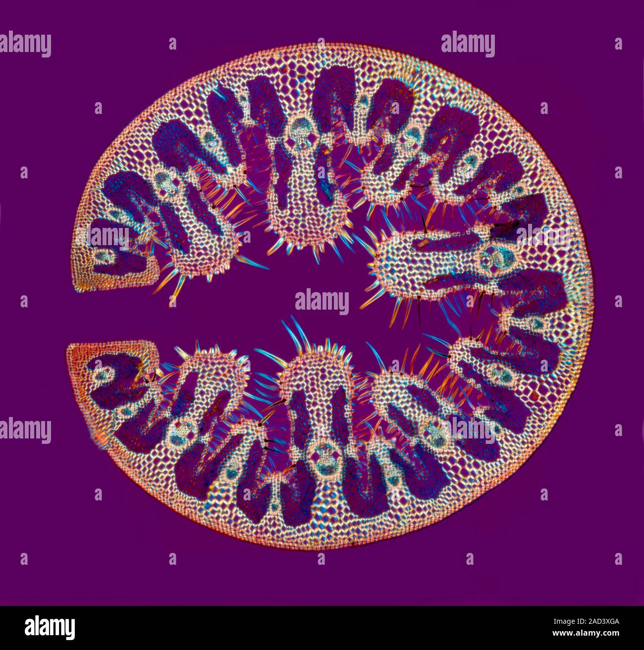 Light micrograph of a cross-section of a blade of Marram grass ...