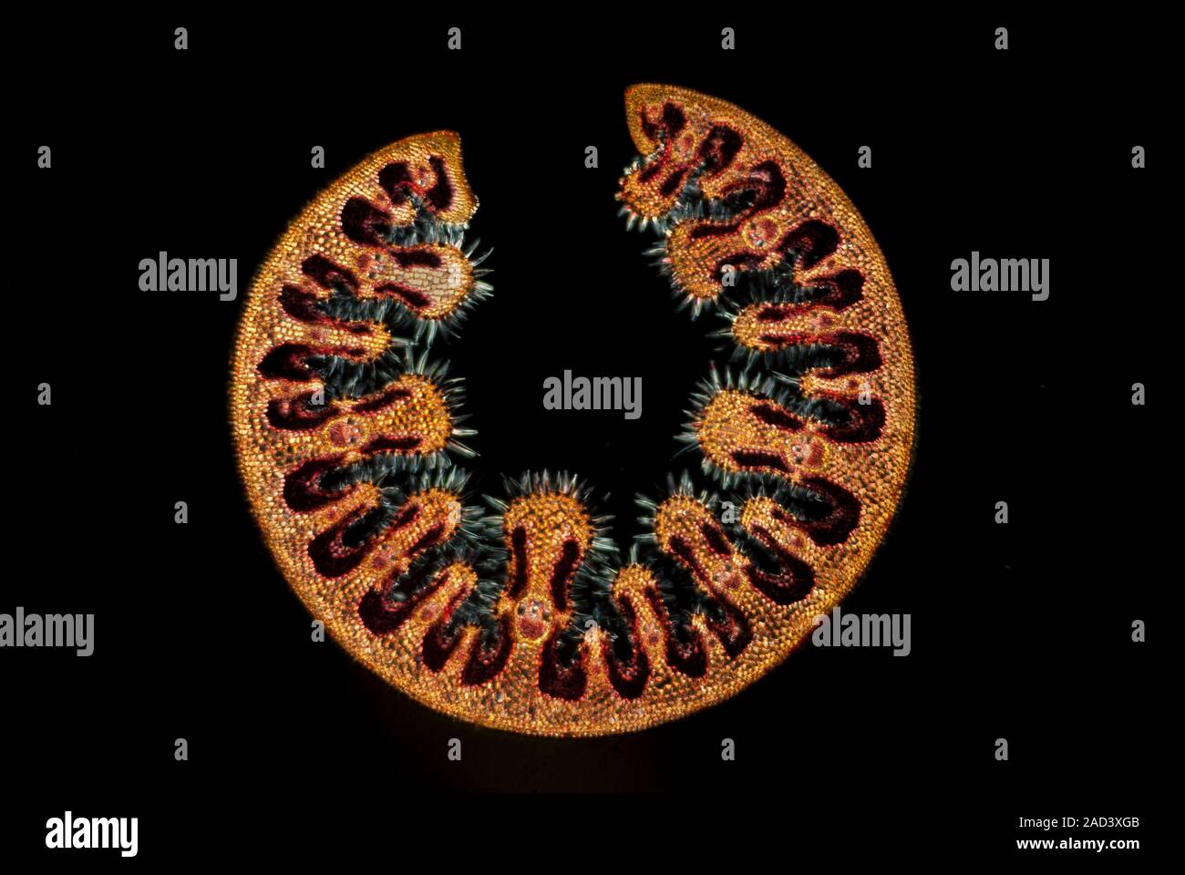 Light micrograph of a cross-section of a blade of Marram grass ...