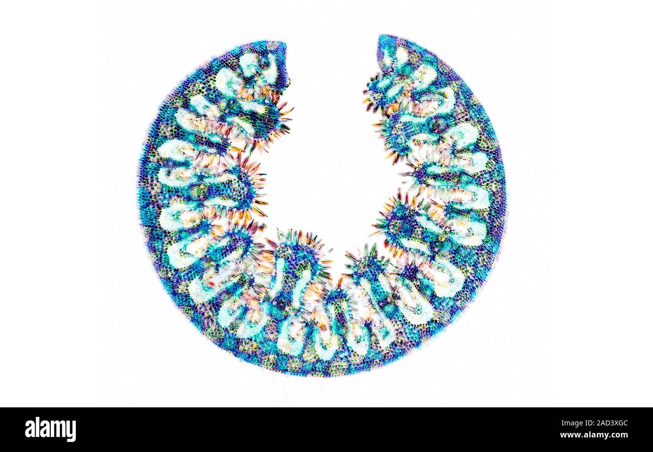 Abstract image created from merged polarised light micrographs of a ...