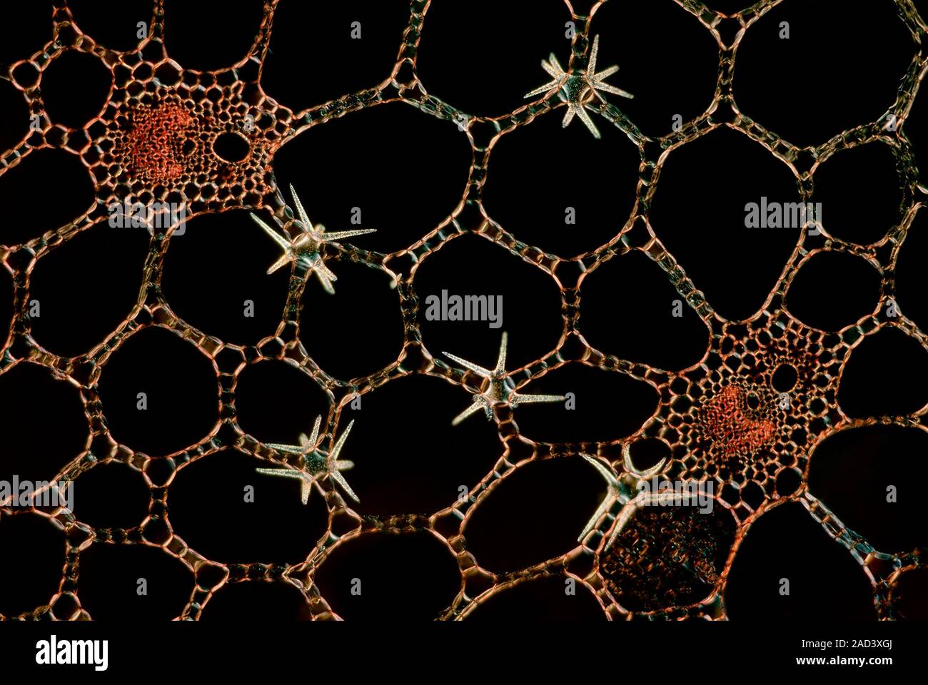 Polarised light micrograph of a transverse section of a water lily ...